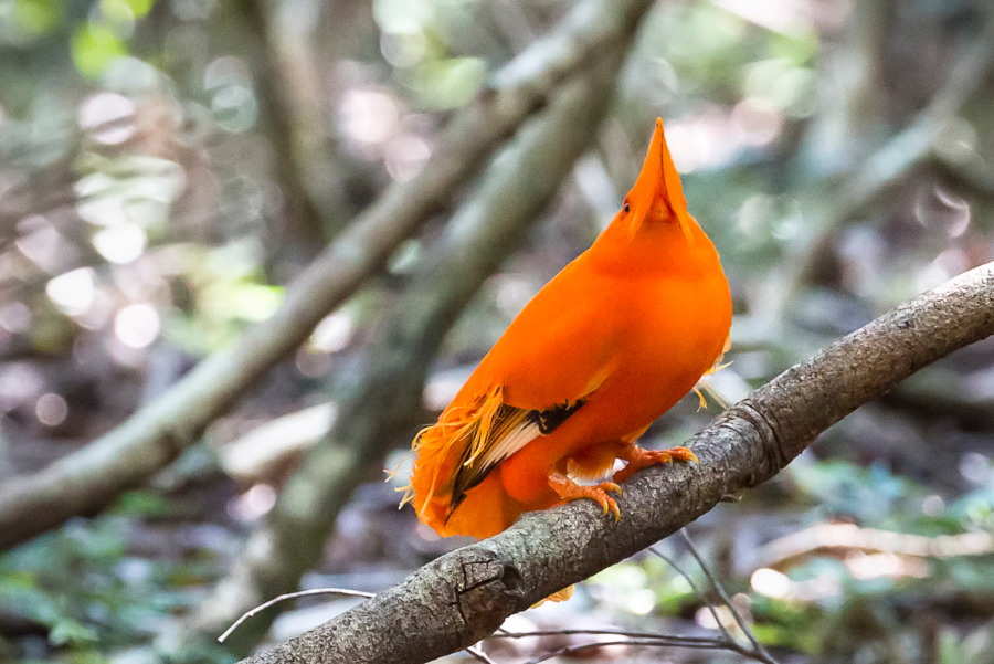 Foto galo-da-serra (Rupicola rupicola) Por Thelma Gatuzzo | Wiki Aves ...