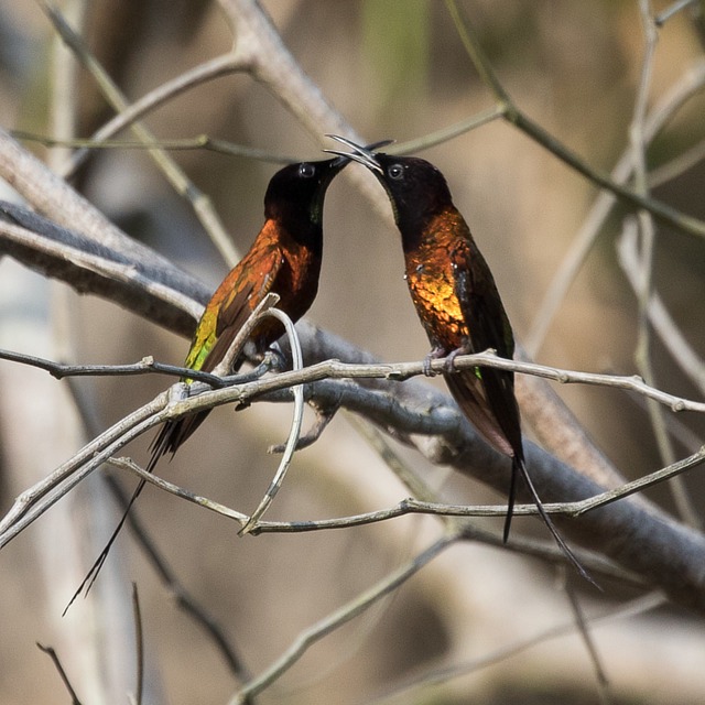 Foto topázio-de-fogo (Topaza pyra) Por Silvia Faustino Linhares | Wiki ...