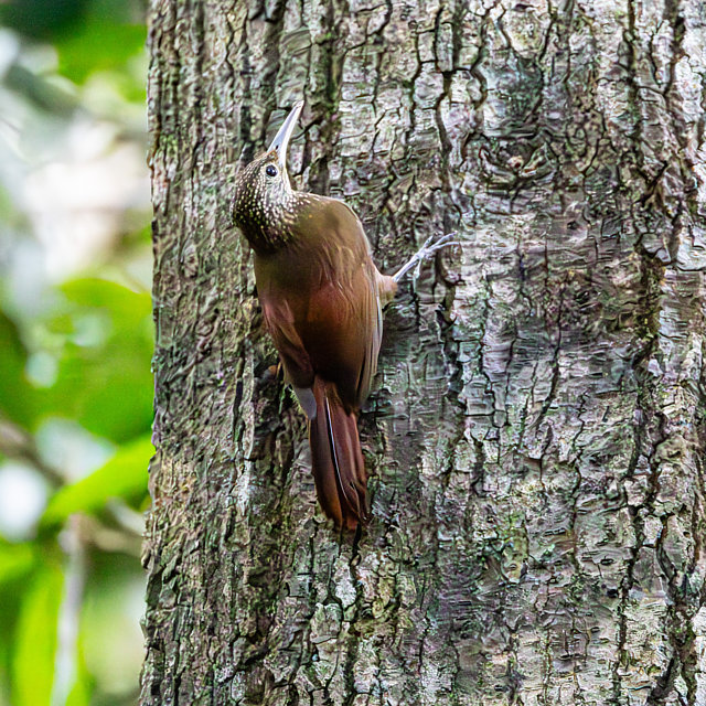 Foto arapaçu-ocelado (Xiphorhynchus ocellatus) Por Joaquim Barros ...