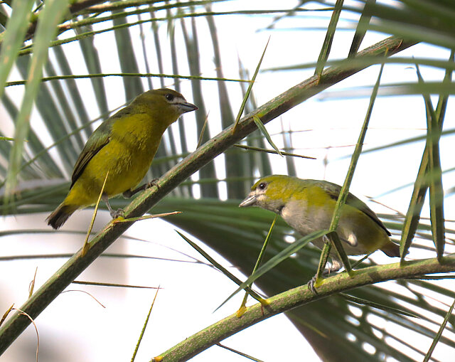 Foto gaturamo-verde (Euphonia chrysopasta) Por Ives Vergara | Wiki Aves ...
