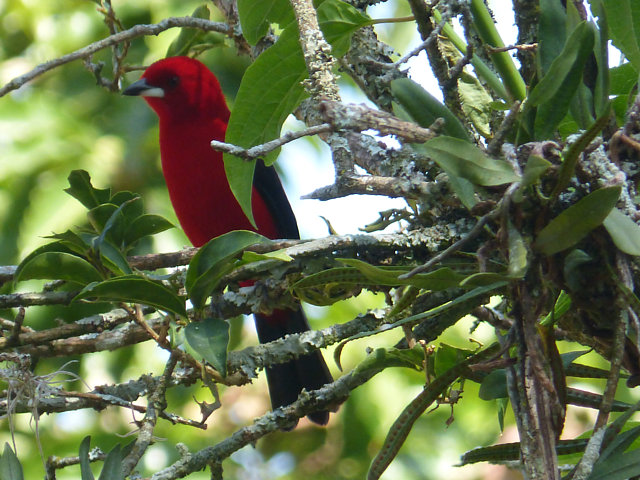 Foto tiê-sangue (Ramphocelus bresilia) Por Luís Gonzaga (Zaga) | Wiki ...