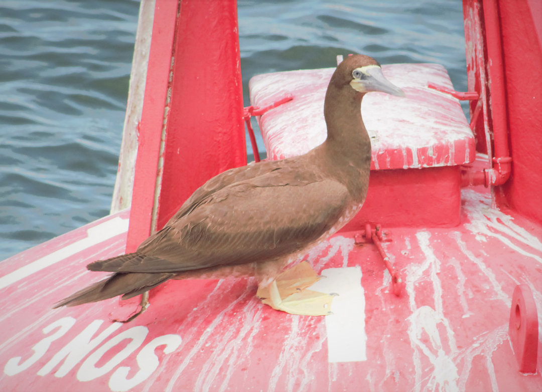 Foto atobá-pardo (Sula leucogaster) Por Alan Nascimento | Wiki Aves - A ...
