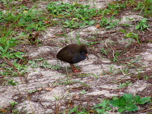 turu-turu (Neocrex erythrops) | WikiAves - A Enciclopédia das Aves do ...