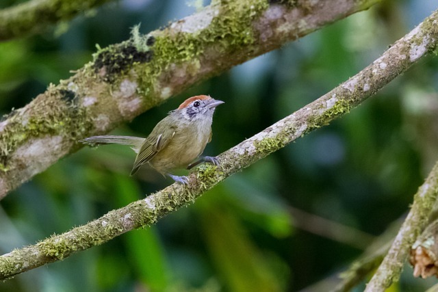 Foto verdinho-coroado (Hylophilus poicilotis) Por Laerte Cardim | Wiki ...