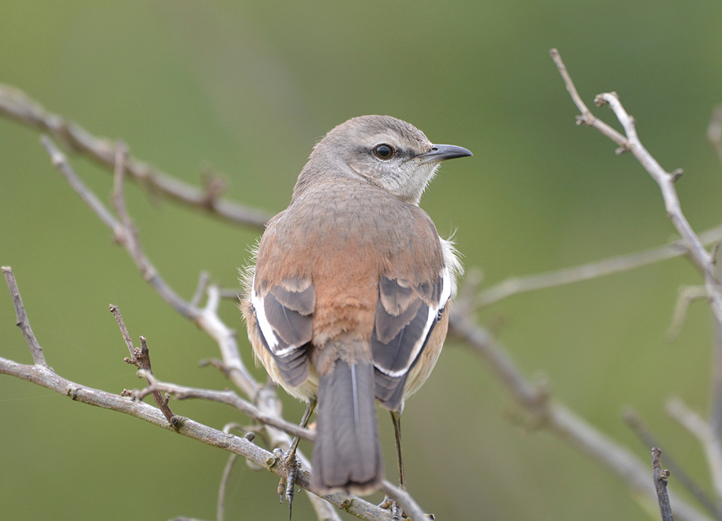 Foto calhandra-de-três-rabos (Mimus triurus) Por Marcelo Hübel | Wiki ...
