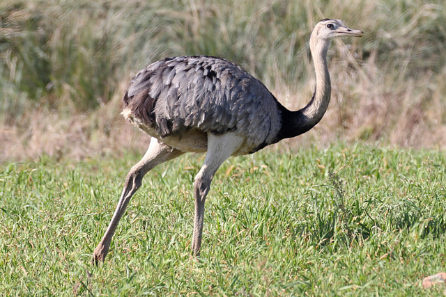 Foto ema (Rhea americana) Por Jairo Ortiz Costa | Wiki Aves - A ...