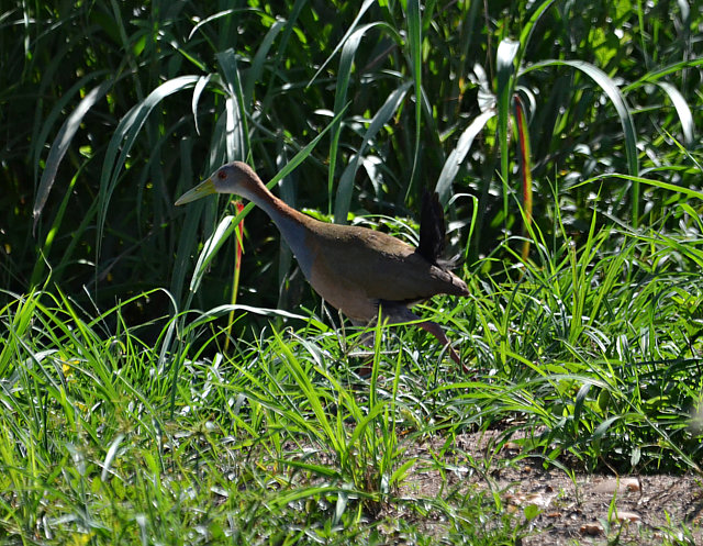 Foto saracuruçu (Aramides ypecaha) Por Luciano Moura | Wiki Aves - A ...