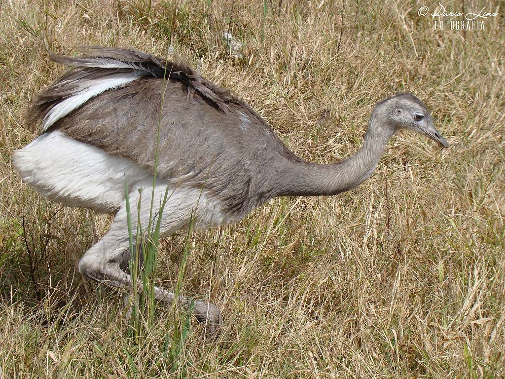 Foto ema (Rhea americana) Por Dario Lins | Wiki Aves - A Enciclopédia ...