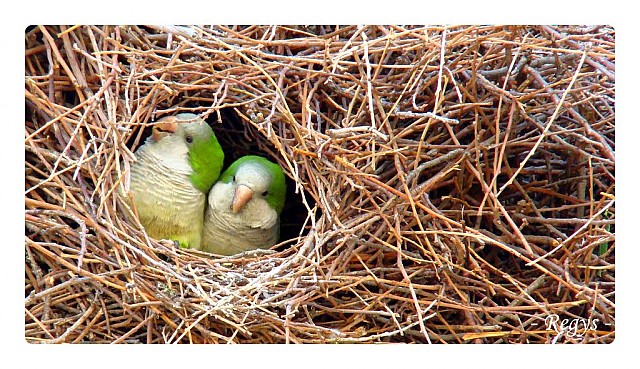 caturrita (Myiopsitta monachus) | WikiAves - A Enciclopédia das Aves do ...