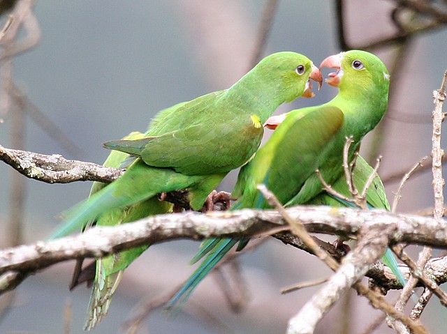 Foto periquito-rico (Brotogeris tirica) Por Rafael Bessa | Wiki Aves ...