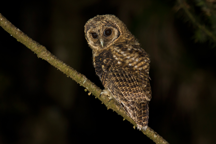 Foto coruja-listrada (Strix hylophila) Por Luís Roberto da Silva | Wiki ...