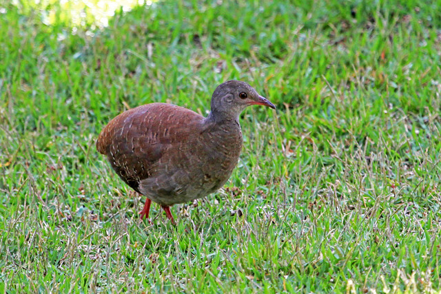 inhambu-chororó (Crypturellus parvirostris) | WikiAves - A Enciclopédia ...
