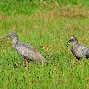 curicaca-real (Theristicus caerulescens) | WikiAves - A Enciclopédia ...