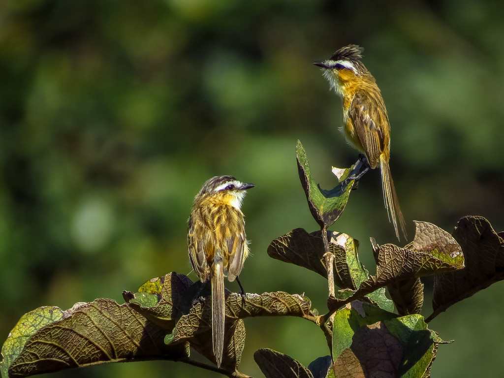 Foto papa-moscas-do-campo (Culicivora caudacuta) Por Carlos Goulart ...