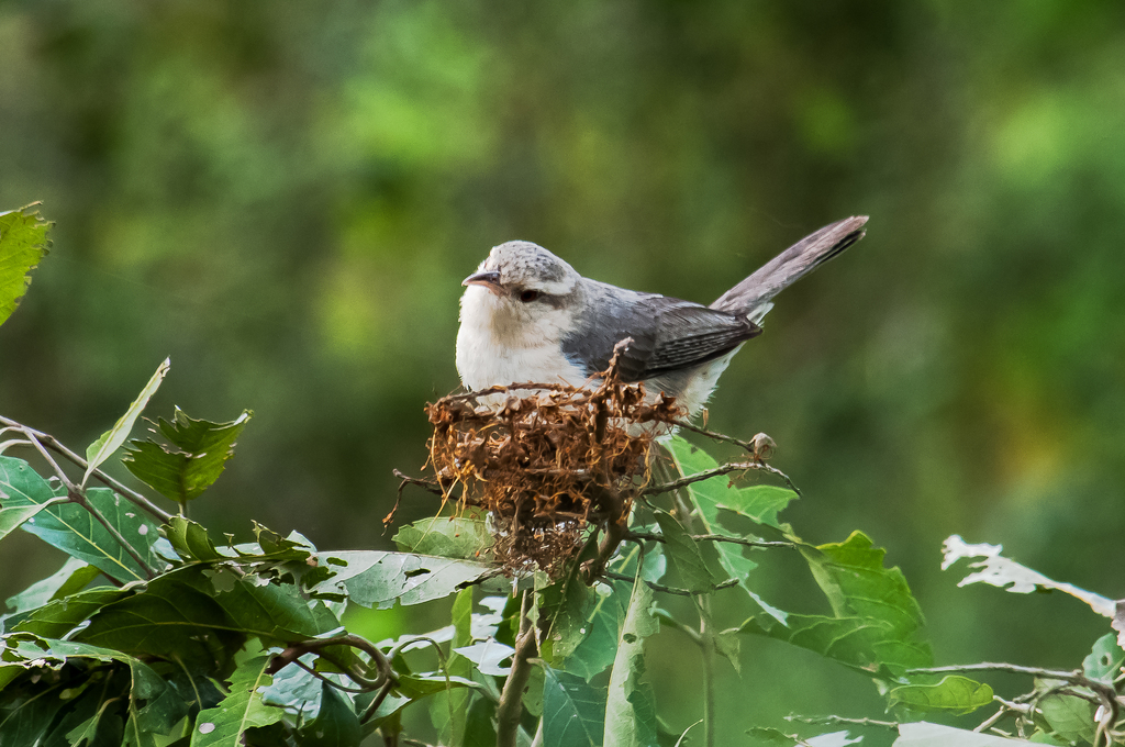 Foto catatau (Campylorhynchus turdinus) Por Régis Silotti | Wiki Aves ...