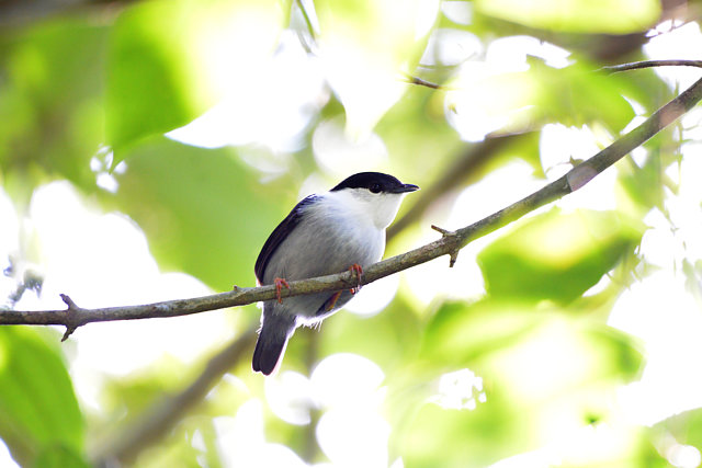 Foto rendeira (Manacus manacus) Por Joaquim Ribas | Wiki Aves - A ...