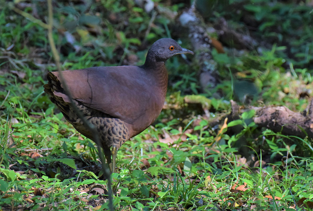 Foto inhambuguaçu (Crypturellus obsoletus) Por João B Santos | Wiki ...