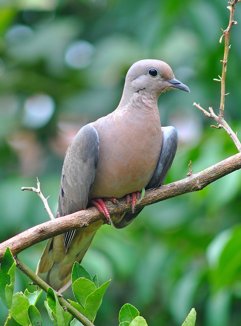 Foto avoante (Zenaida auriculata) Por Cal Martins | Wiki Aves - A ...