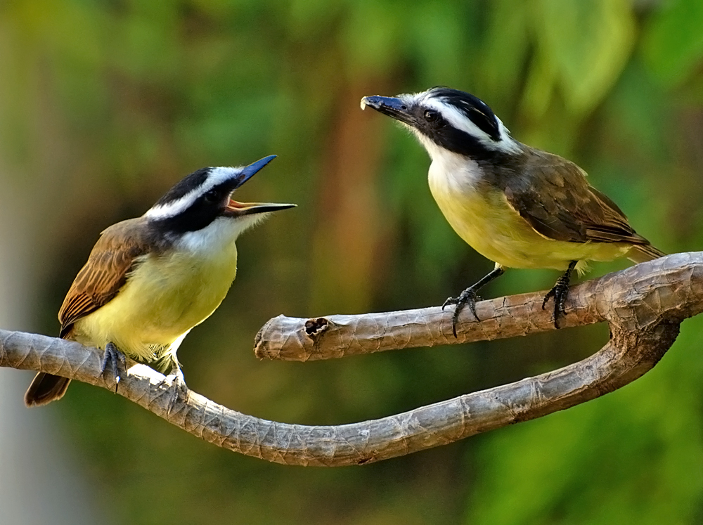 Foto bem-te-vi (Pitangus sulphuratus) Por Celi Aurora | Wiki Aves - A ...