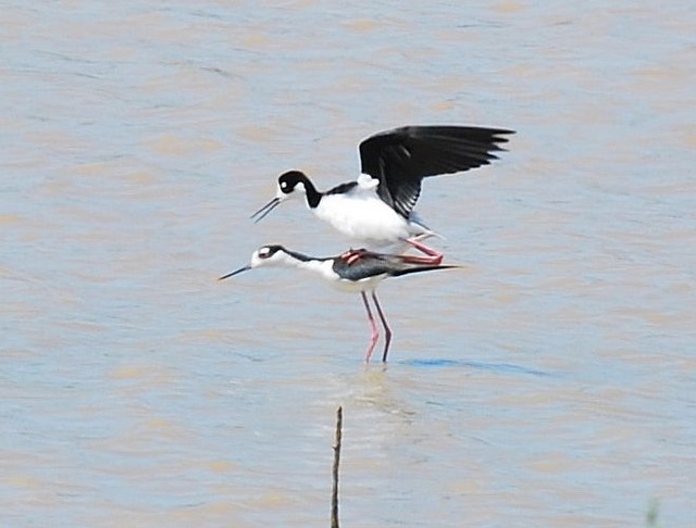 Foto pernilongo-de-costas-negras (Himantopus mexicanus) Por John ...