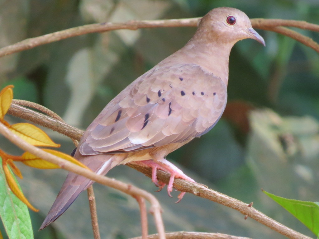 Foto rolinha-roxa (Columbina talpacoti) Por Manoel Pinheiro Cena Neto ...