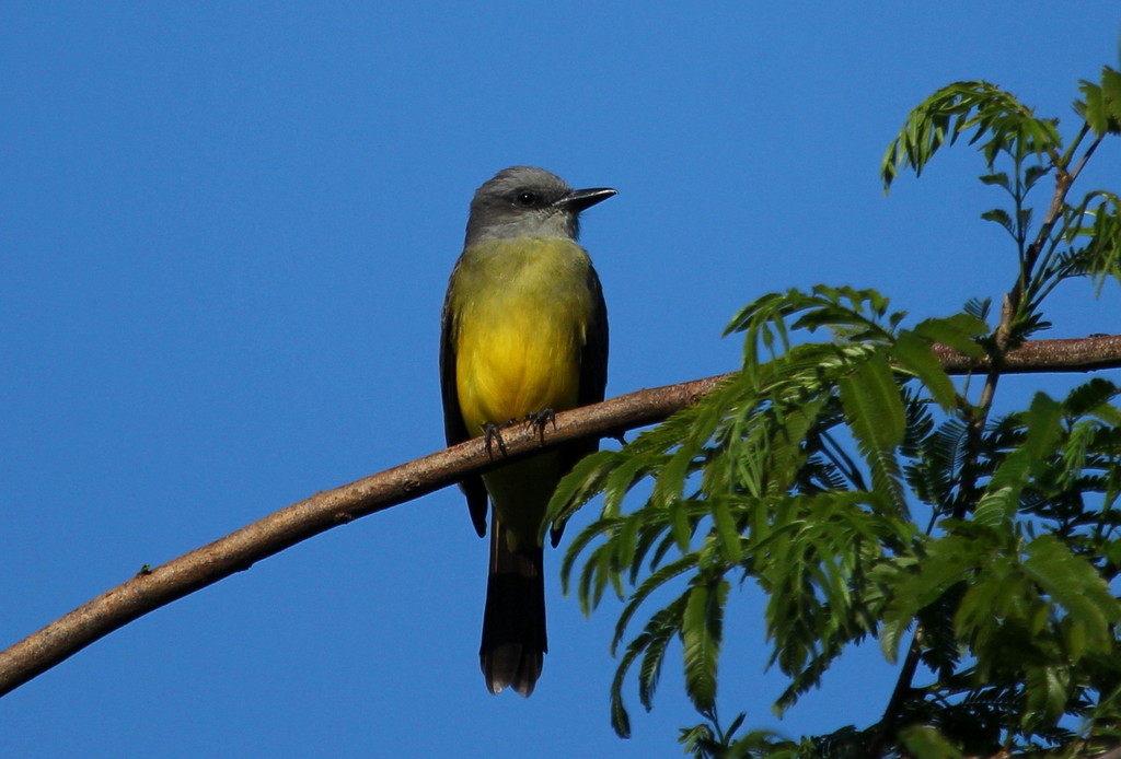 Foto suiriri (Tyrannus melancholicus) Por Valdemiro Schauren | Wiki ...