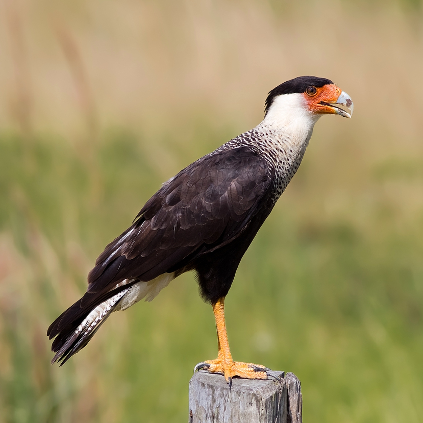 Foto carcará (Caracara plancus) Por Marcelo Camacho | Wiki Aves - A ...