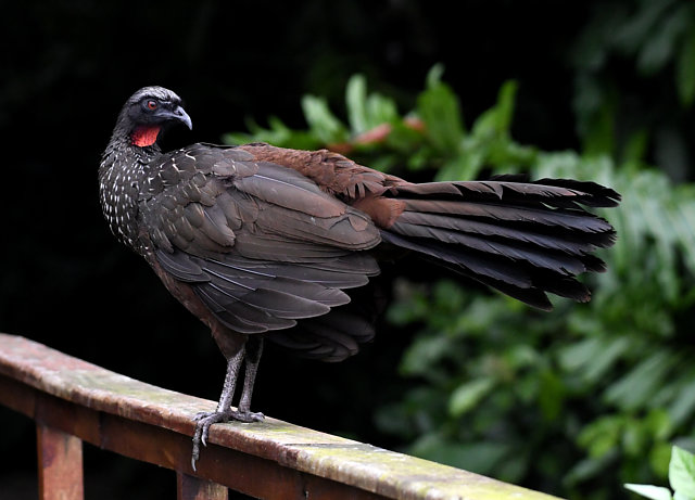 Foto jacuguaçu (Penelope obscura) Por Eliane Zaltman | Wiki Aves - A ...