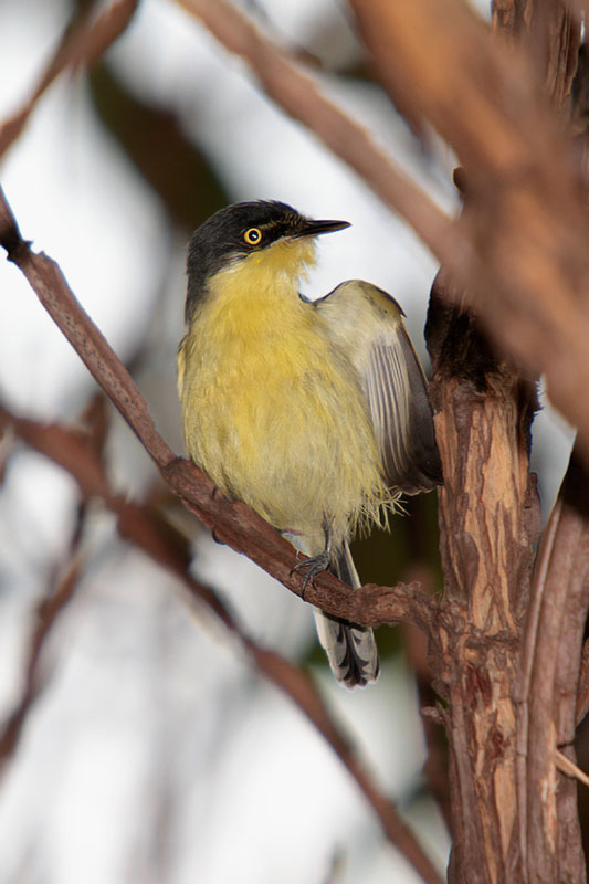 Foto ferreirinho-relógio (Todirostrum cinereum) Por Roberto Gallacci ...