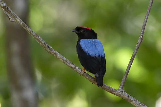 Foto tangará-príncipe (Chiroxiphia pareola) Por Justiniano Magnago ...