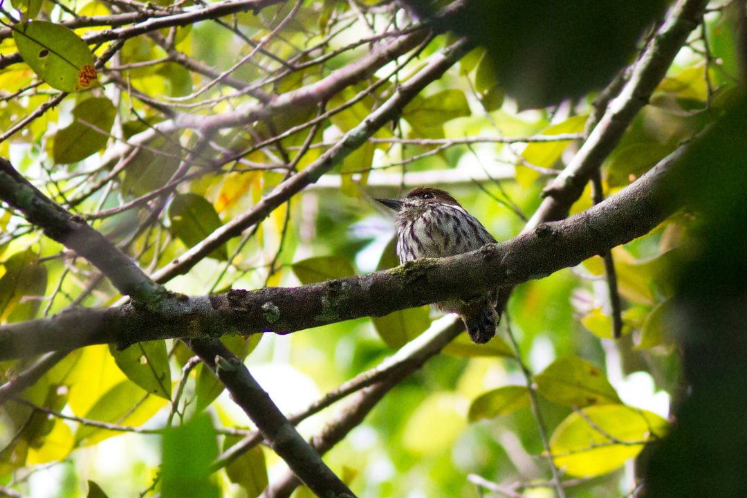 Foto macuru-papa-mosca (Micromonacha lanceolata) Por Pablo Cerqueira ...