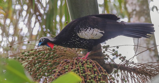Foto jacutinga (Aburria jacutinga) Por Jorge Correia Neto | Wiki Aves ...
