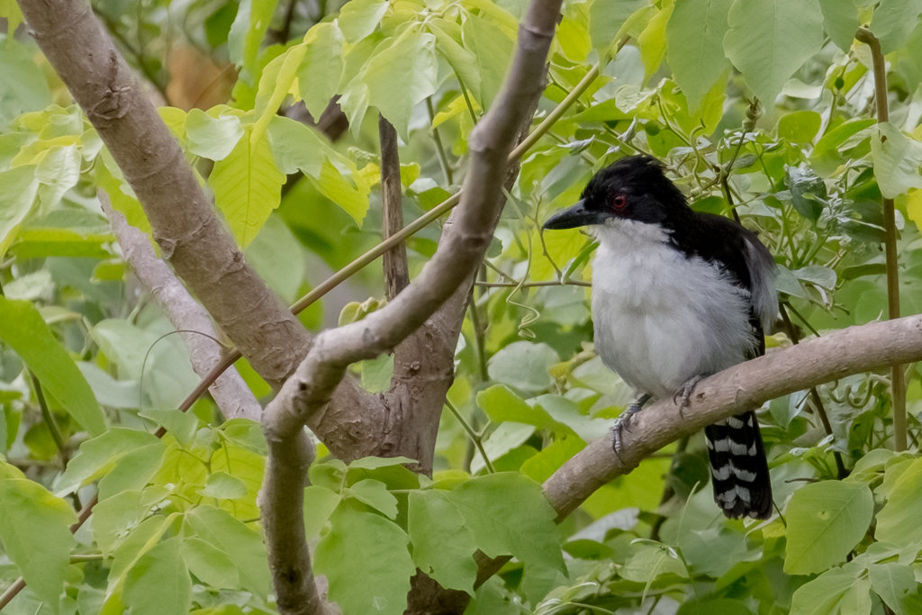 Foto choró-boi (Taraba major) Por Heron Sanglard | Wiki Aves - A ...