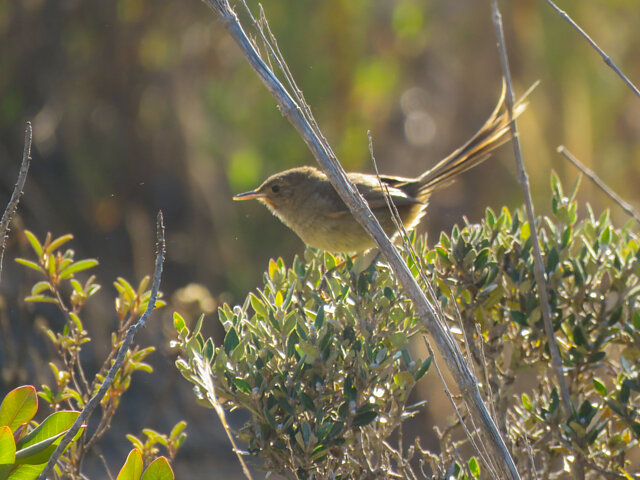 Foto garrincha-chorona (Asthenes moreirae) Por Pedro Fonseca Costa ...