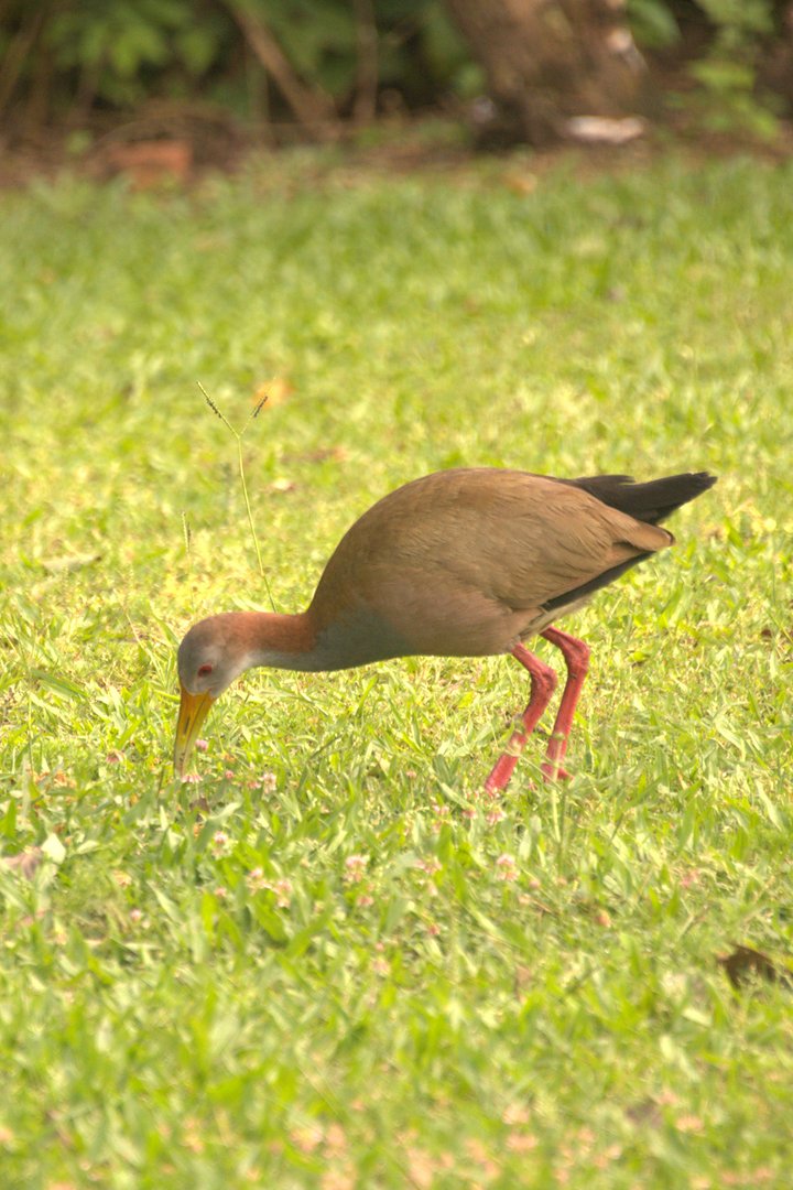 Foto saracuruçu (Aramides ypecaha) Por bonnetww | Wiki Aves - A ...