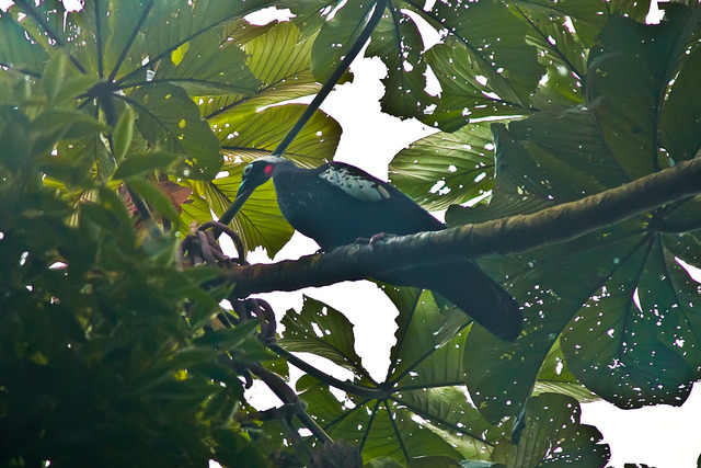 Foto jacutinga (Aburria jacutinga) Por Luciano Monferrari | Wiki Aves ...