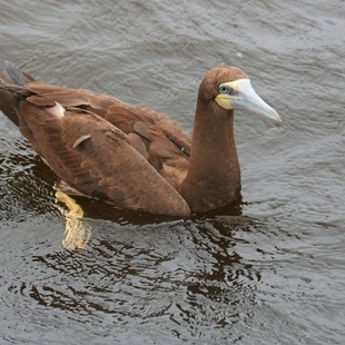 atobá-pardo (Sula leucogaster) | WikiAves - A Enciclopédia das Aves do ...