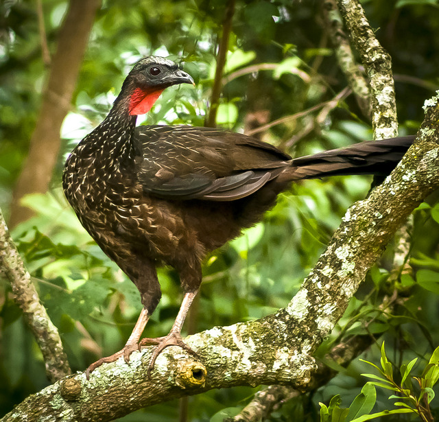 Foto jacuguaçu (Penelope obscura) Por Marcelo De Breyne | Wiki Aves - A ...