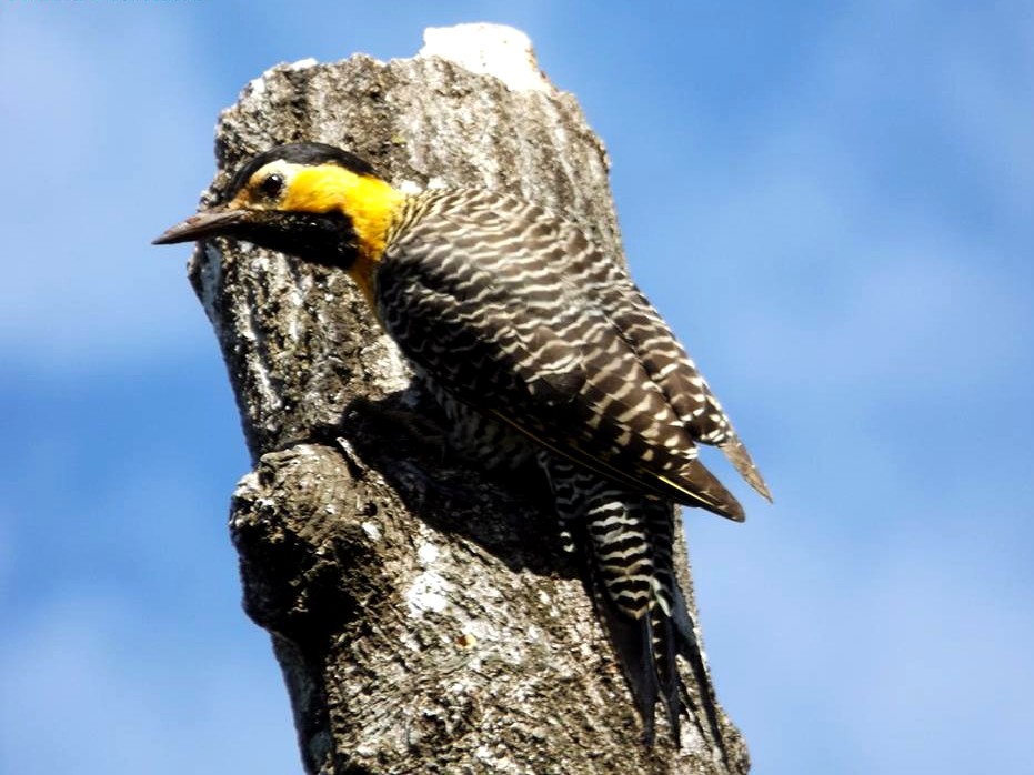 Foto pica-pau-do-campo (Colaptes campestris) Por Vinicius Santana ...