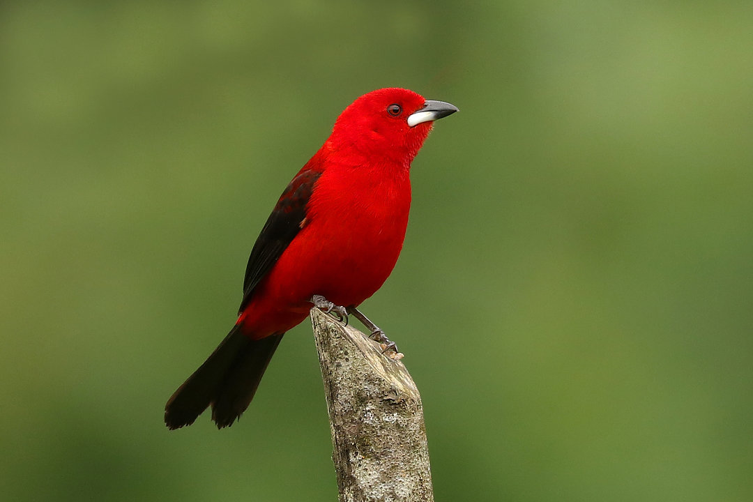Foto tiê-sangue (Ramphocelus bresilia) Por Leonardo Casadei | Wiki Aves ...