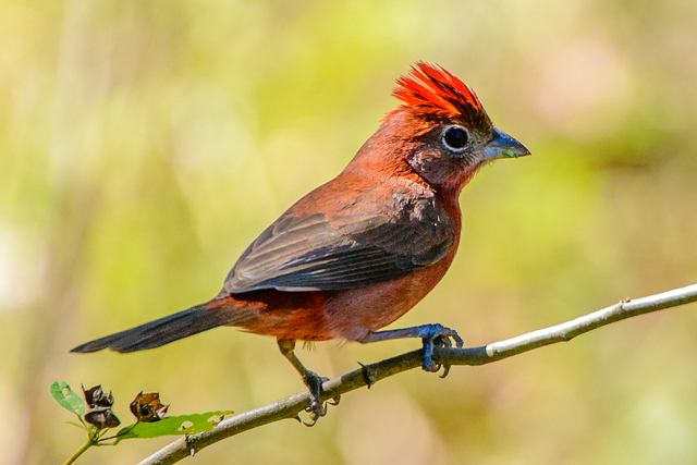 Foto tico-tico-rei (Coryphospingus cucullatus) Por Daniel Rodrigues ...