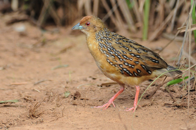 maxalalagá (Micropygia schomburgkii) | WikiAves - A Enciclopédia das ...