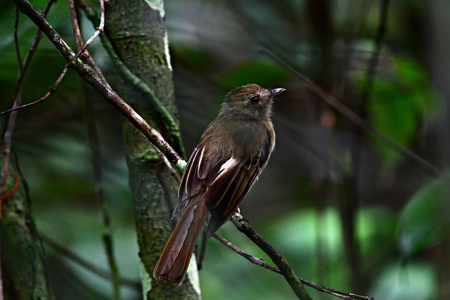 Foto flautim-pardo (Cnipodectes subbrunneus) Por Francisco Hamada ...