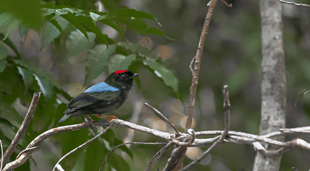 Foto tangará-príncipe (Chiroxiphia pareola) Por Robison Silva (Araújo ...