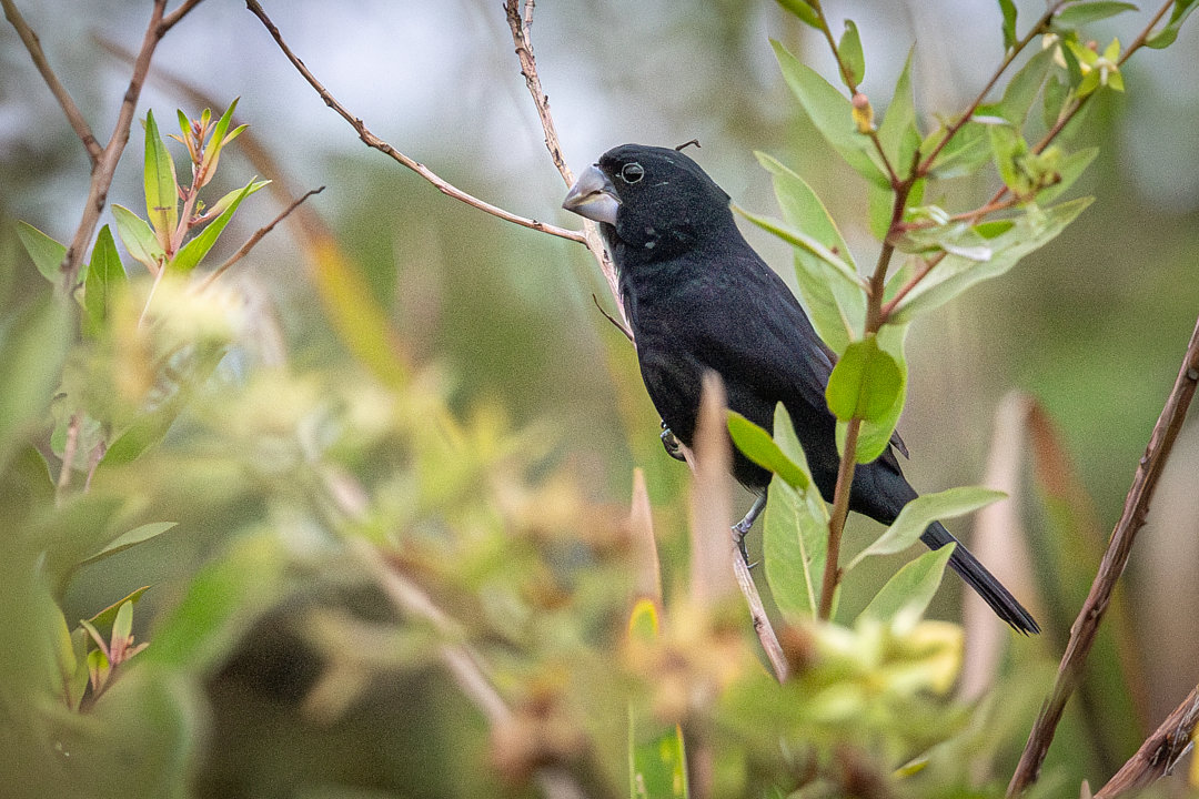 Foto bicudo (Sporophila maximiliani) Por Paulo Fernando Bertagnolli ...