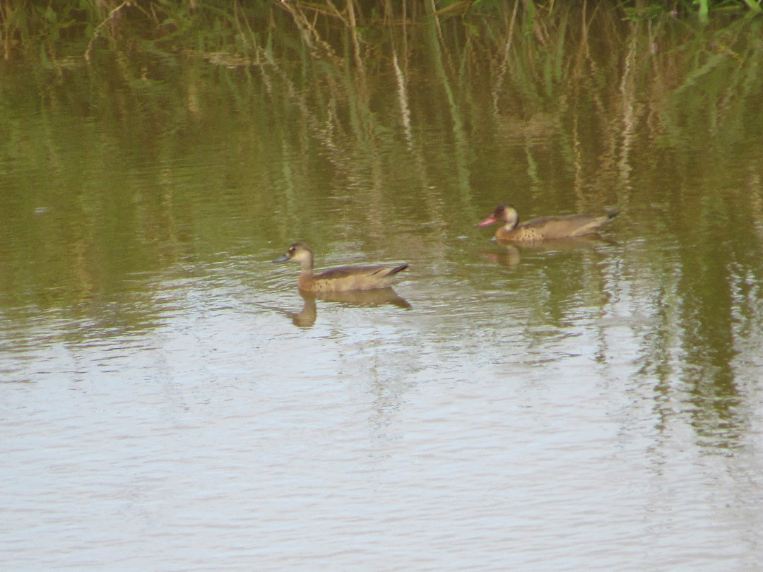 Foto marreca-ananaí (Amazonetta brasiliensis) Por Helivan Pinto | Wiki ...