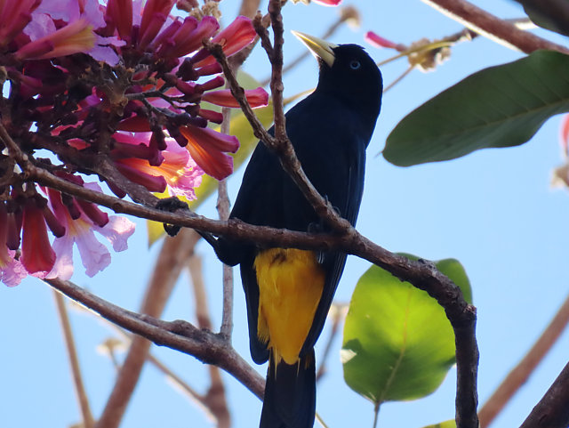 Foto xexéu (Cacicus cela) Por Raisson T. Rodrigues | Wiki Aves - A ...