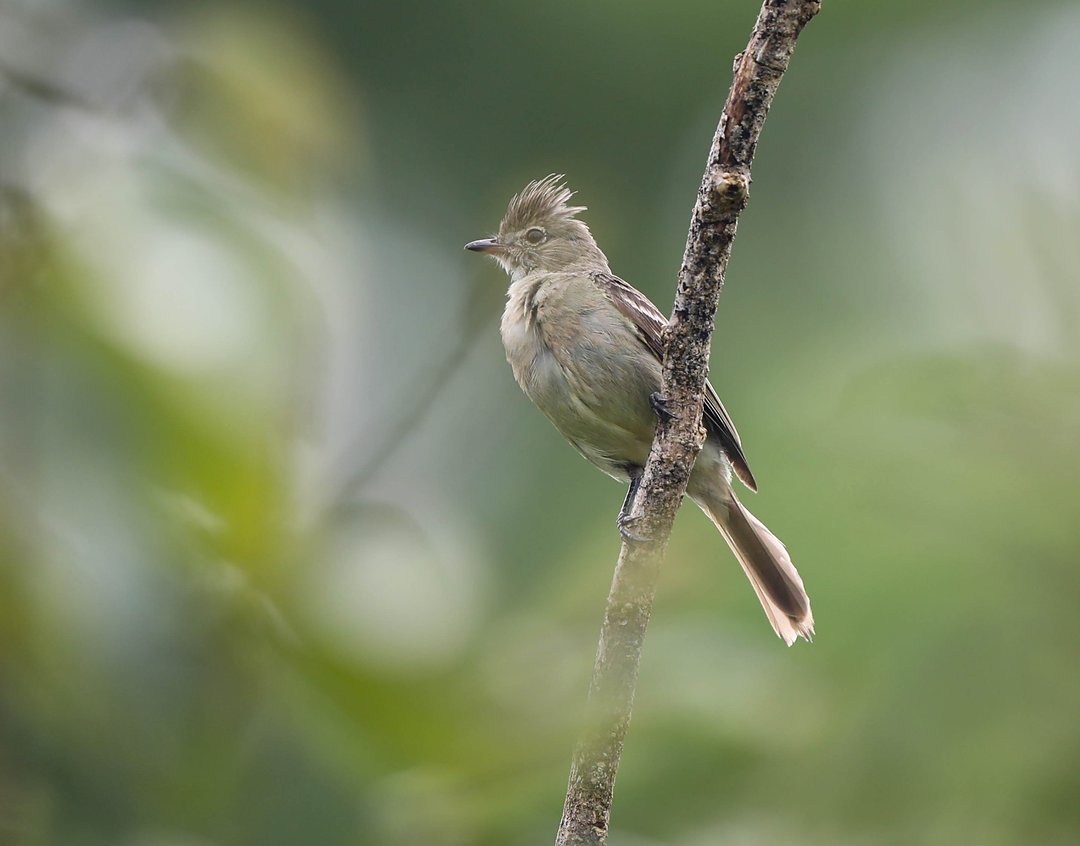 Foto guaracava-grande (Elaenia spectabilis) Por Claudio Furini | Wiki ...