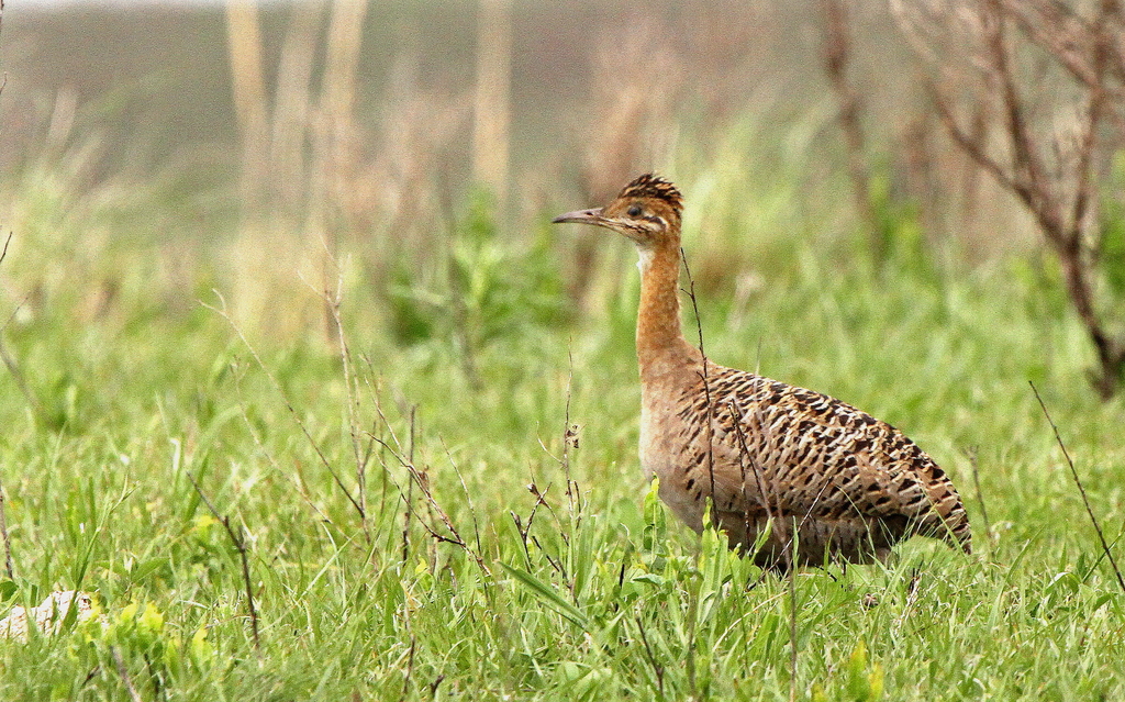 Foto perdiz (Rhynchotus rufescens) Por José Branco | Wiki Aves - A ...