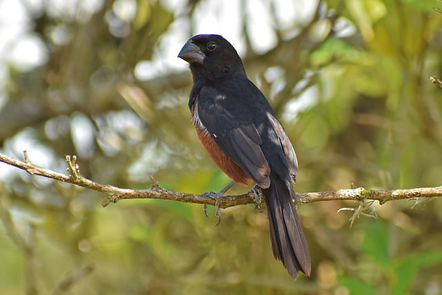Foto curió (Sporophila angolensis) Por Jaime Oliveira | Wiki Aves - A ...